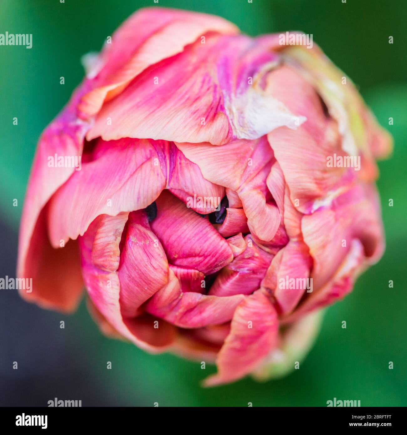 Image of pink tulip hi-res stock photography and images - Alamy