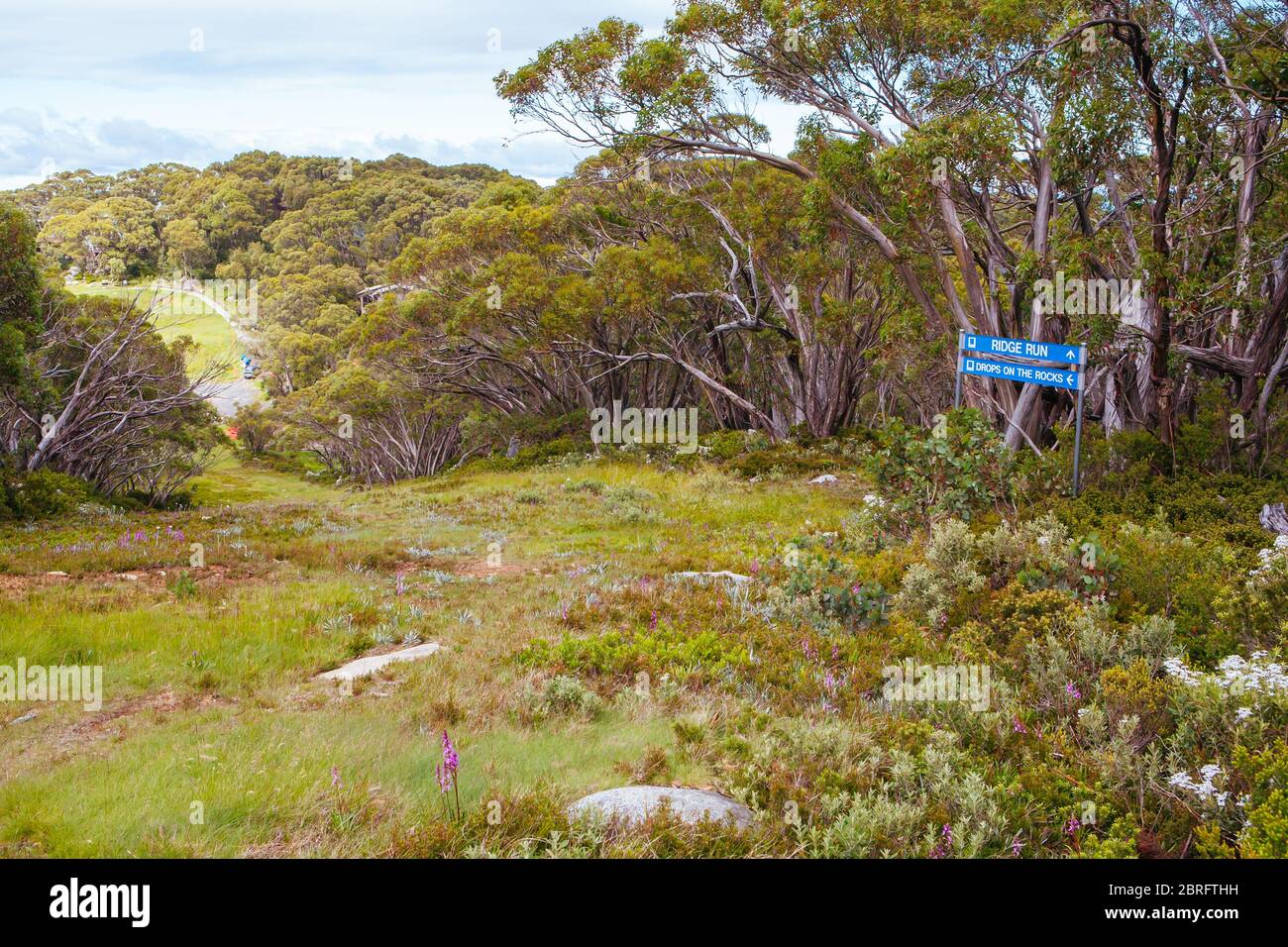 Mt Baw Baw Walking Trails in Summer in Australia Stock Photo - Alamy