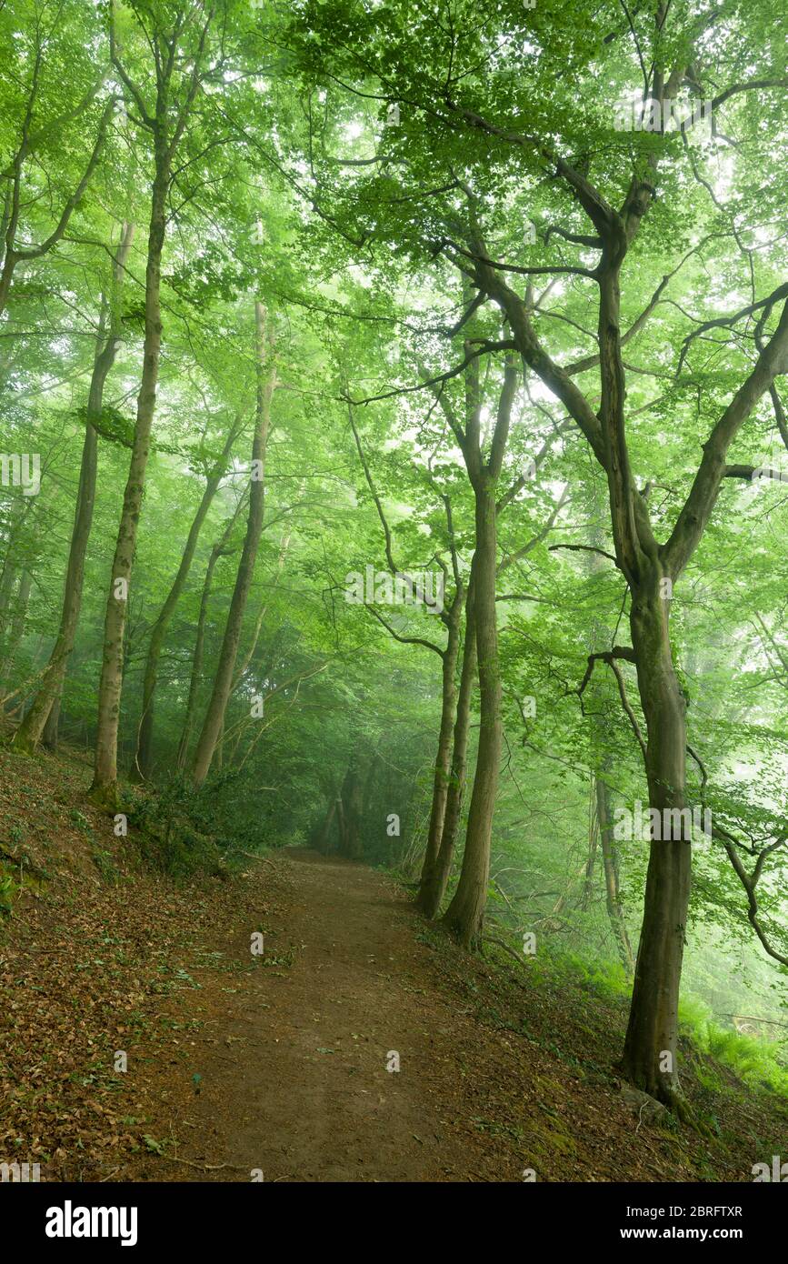 Beech trees in a morning mist in Mendip Lodge Wood on the northern ...