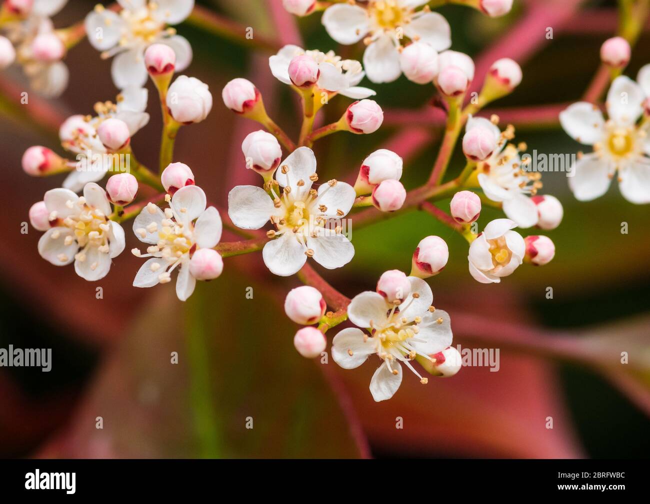 A macro shot of the white blossom of a red robin bush Stock Photo - Alamy