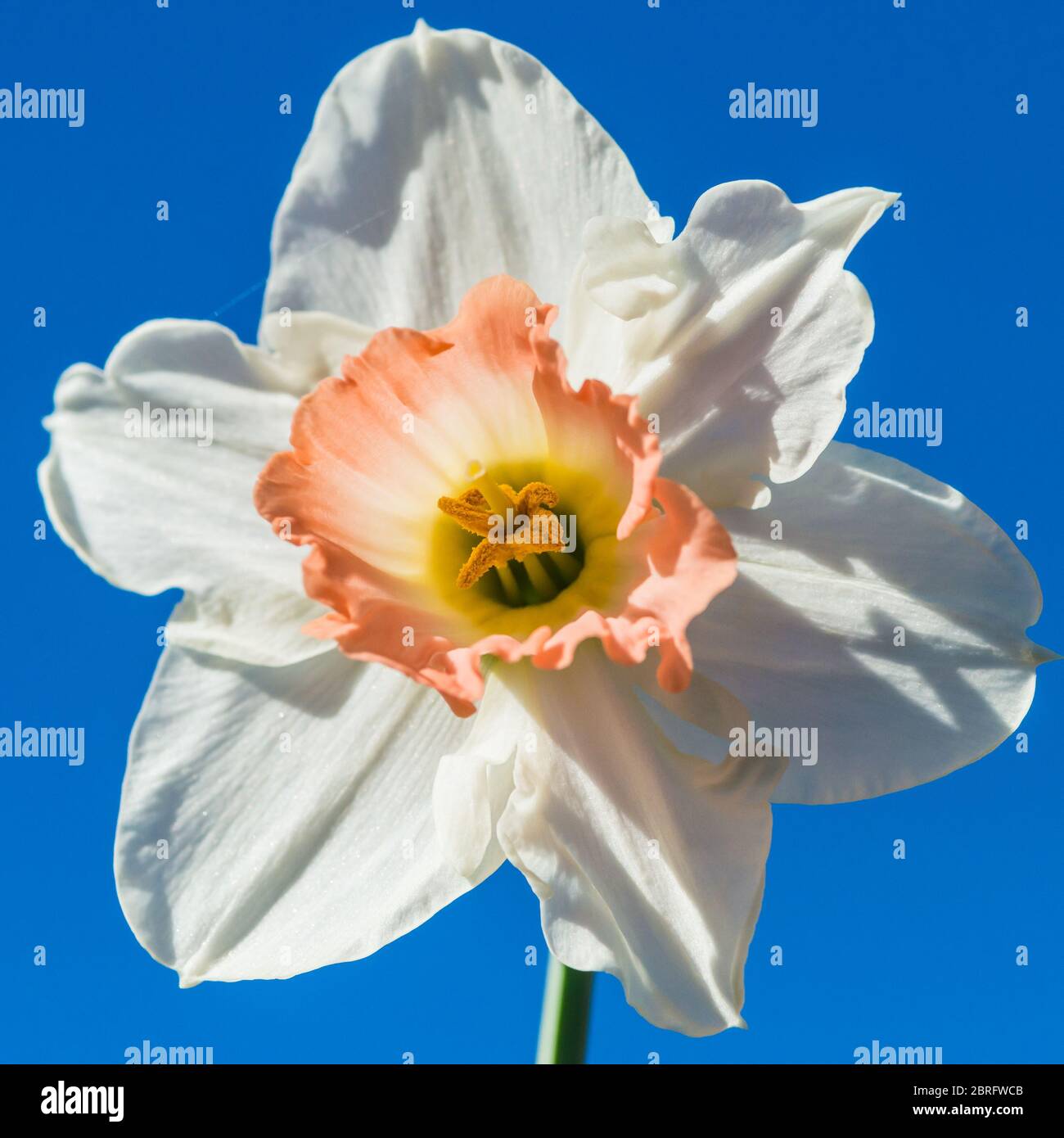 Salome daffodil hi-res stock photography and images - Alamy