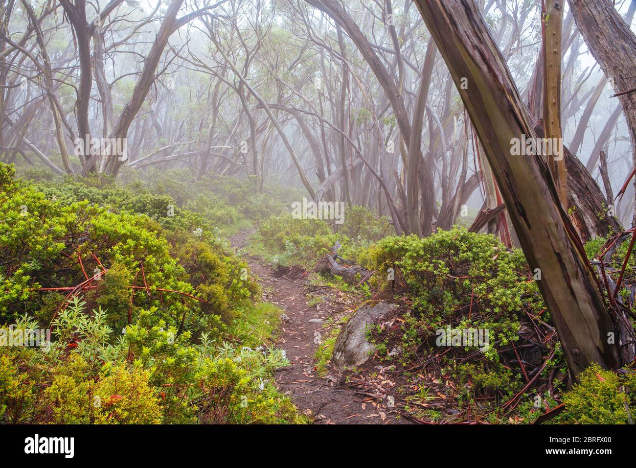 Mt Baw Baw Walking Trails in Summer in Australia Stock Photo - Alamy