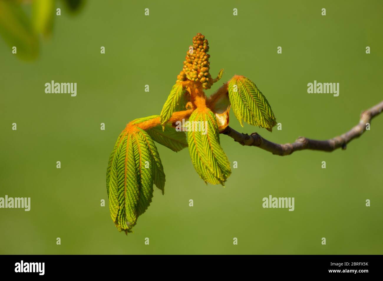 Close up of flower buds of a chestnut tree, Aesculus hippocastanum ...