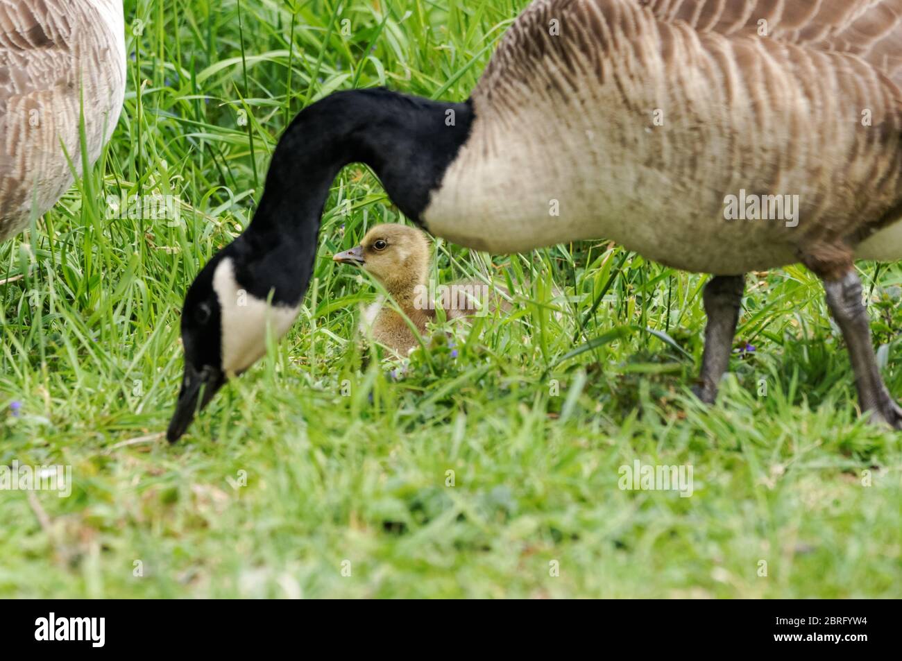 Adult canada geese in hi-res stock photography and images - Alamy
