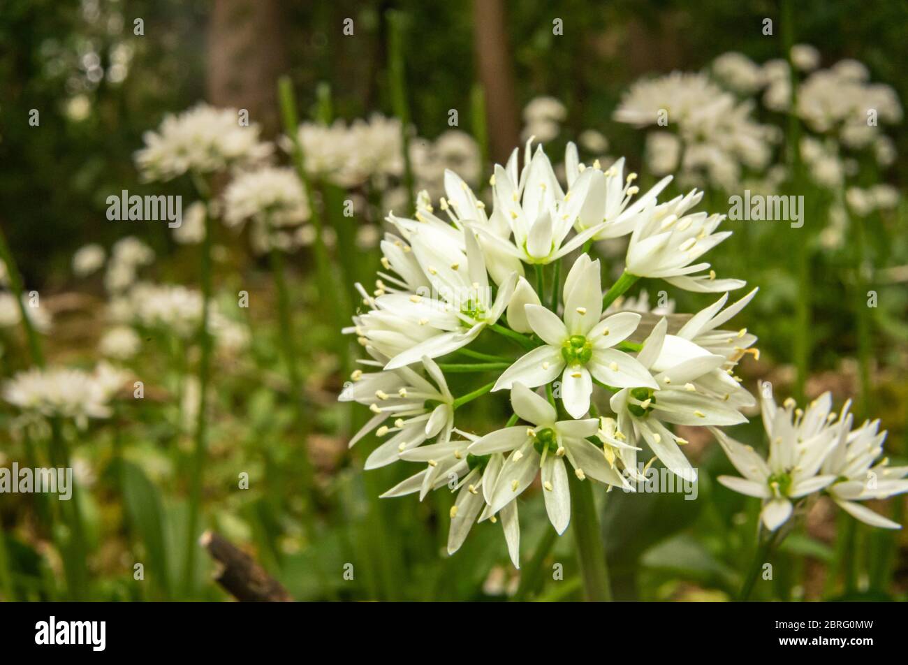 Wild garlic blooming in a wood Stock Photo - Alamy