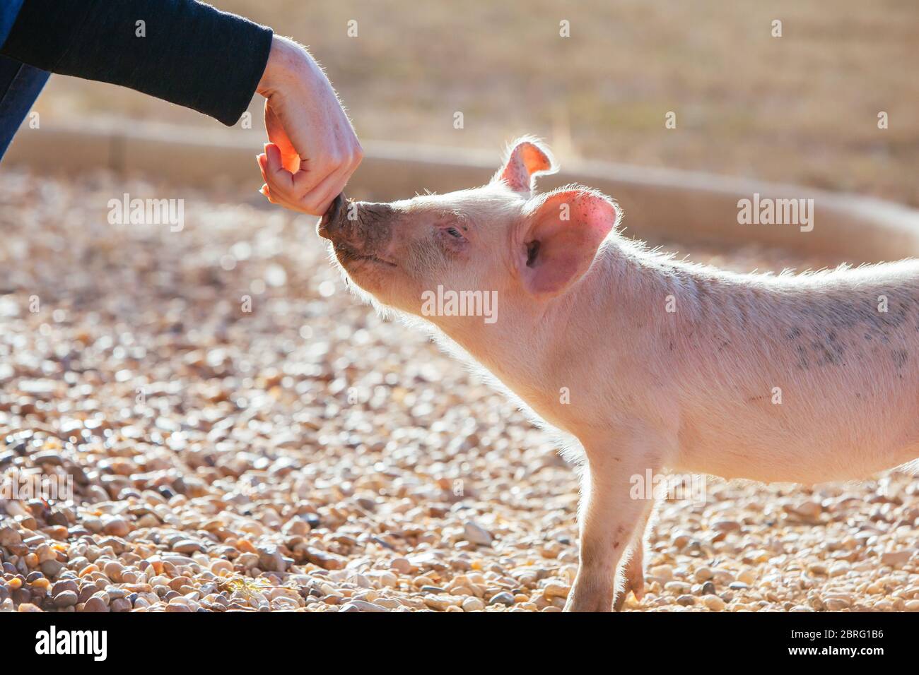 Pig farm australia hi-res stock photography and images - Alamy
