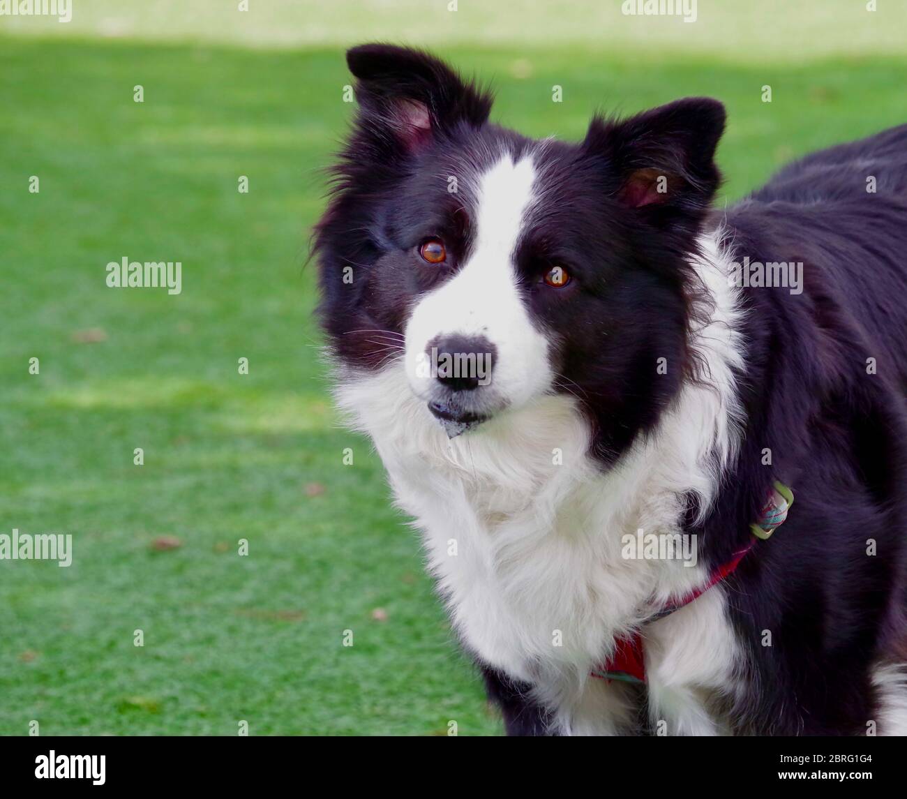 Border collie tilting her head as her master calls to her at a dog run ...