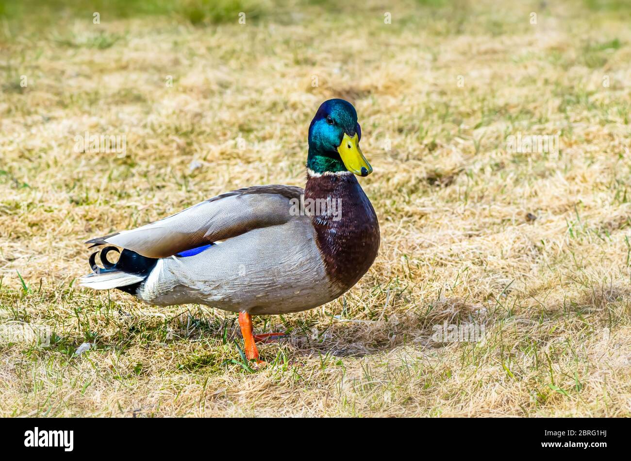 Beautiful drake hi-res stock photography and images - Alamy