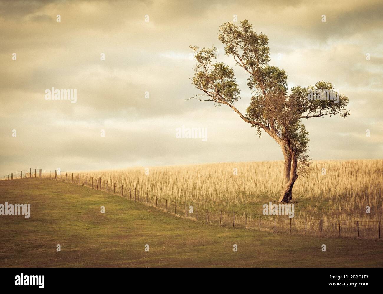 Lonesome Gum Tree in Australia Stock Photo - Alamy