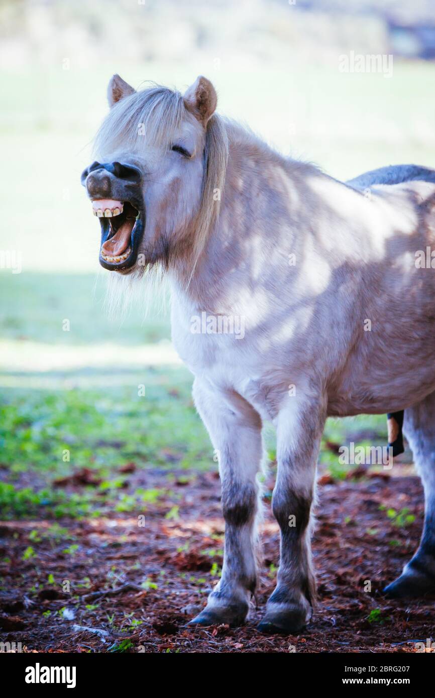 Shetland Pony Yawning in Australia Stock Photo - Alamy