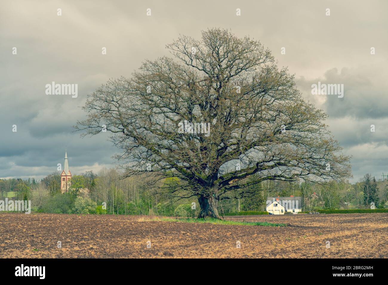 Old oak tree without leaves hi-res stock photography and images - Alamy