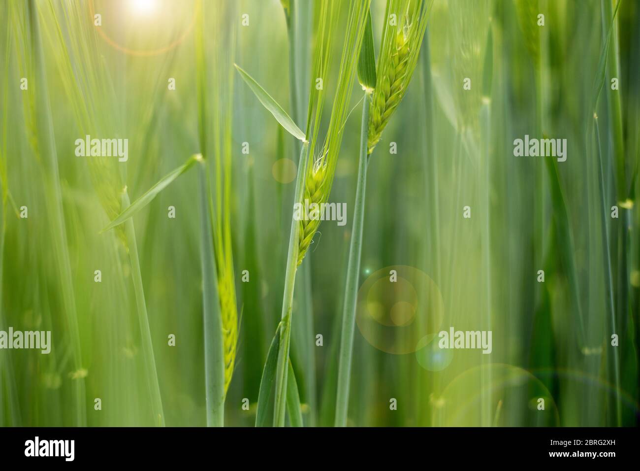 Rye plant hi-res stock photography and images - Alamy