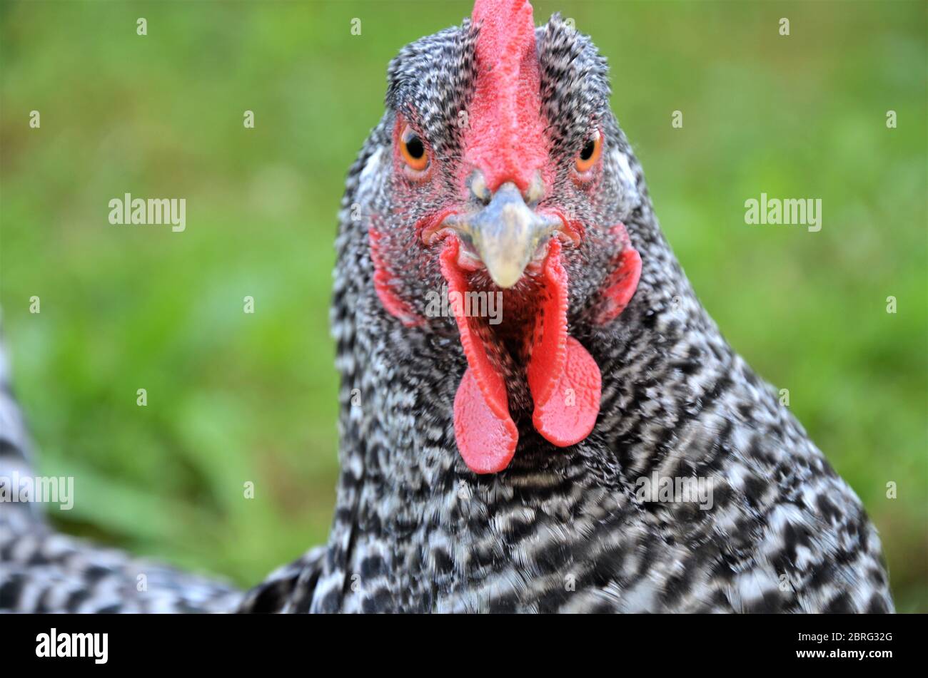 angry chicken head close uo Stock Photo - Alamy