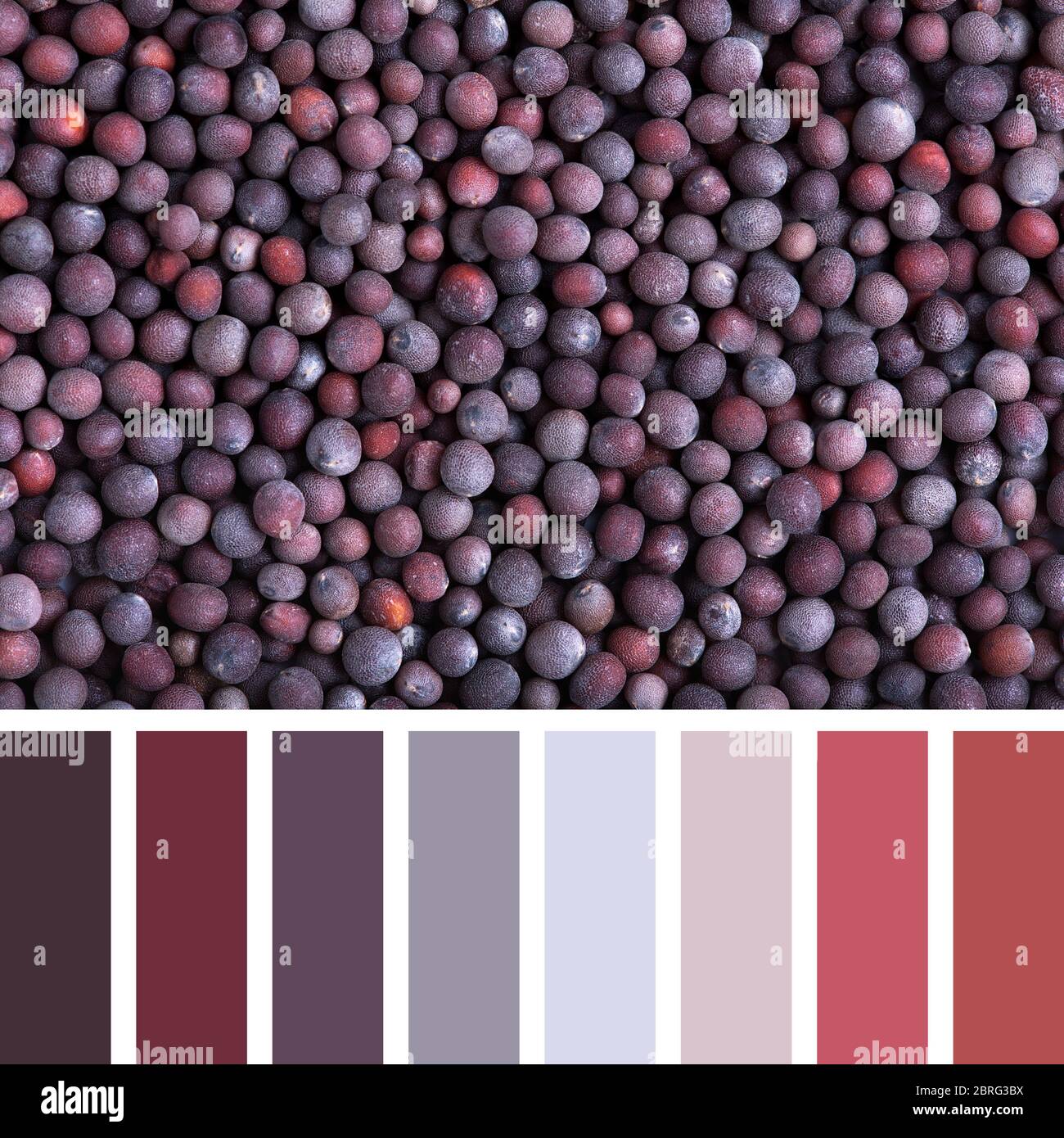 A background of black mustard seeds in a colour palette with ...