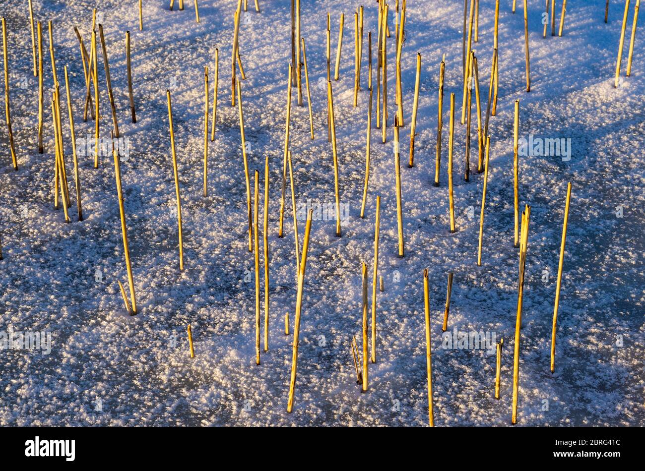 Reed canes hi-res stock photography and images - Alamy