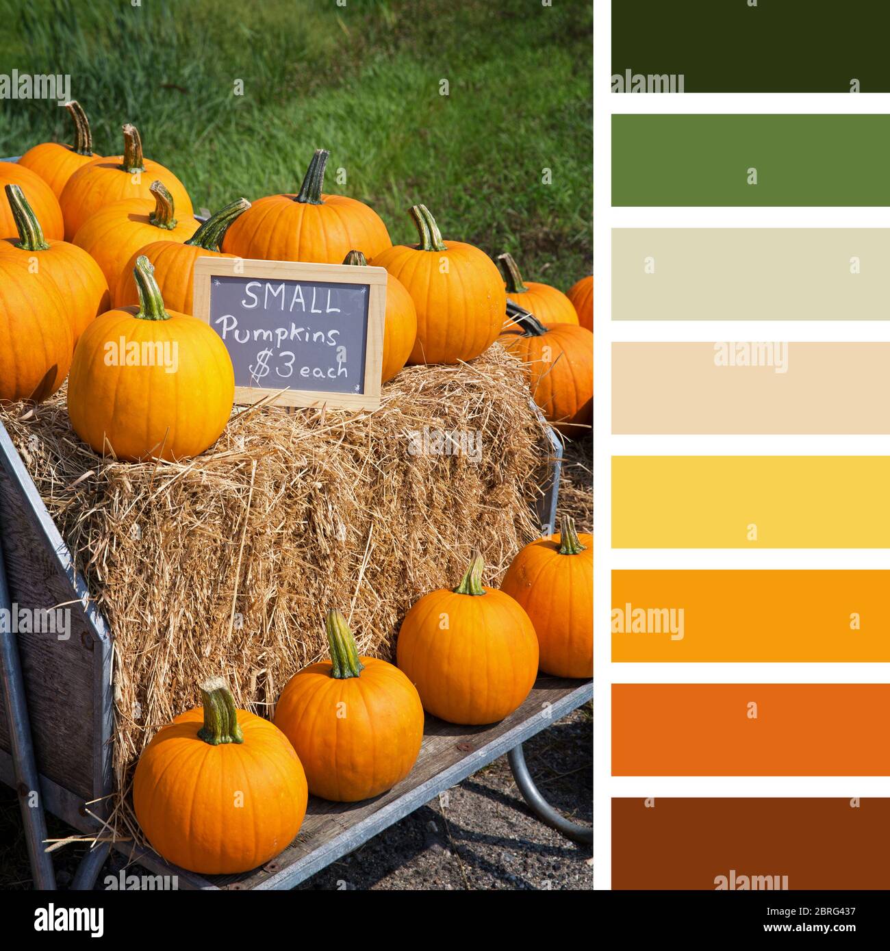 Pumpkins for sale, displayed on hay bales, In a colour palette with ...