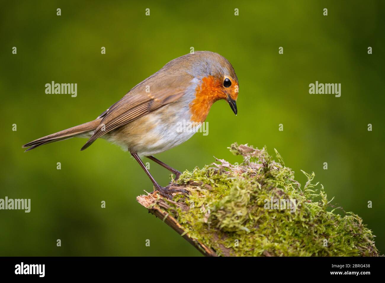 Robin on a branch Stock Photo - Alamy