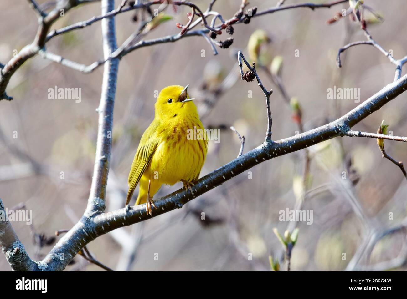 Yellow Warber, (Dendroica petechia) Crescent Beach, Nova Scotia, Canada ...