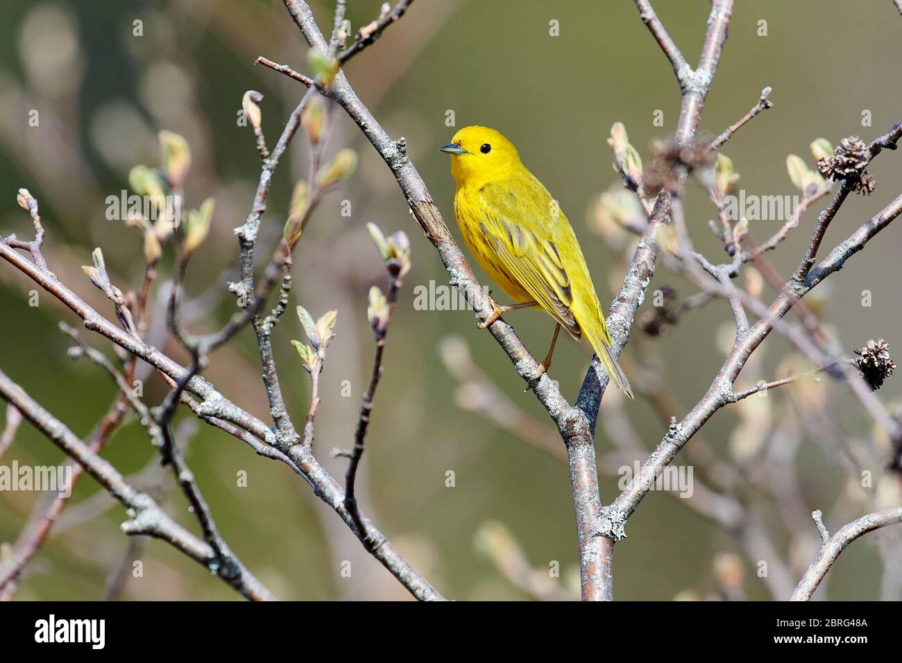 Yellow Warber, (Dendroica petechia) Crescent Beach, Nova Scotia, Canada ...