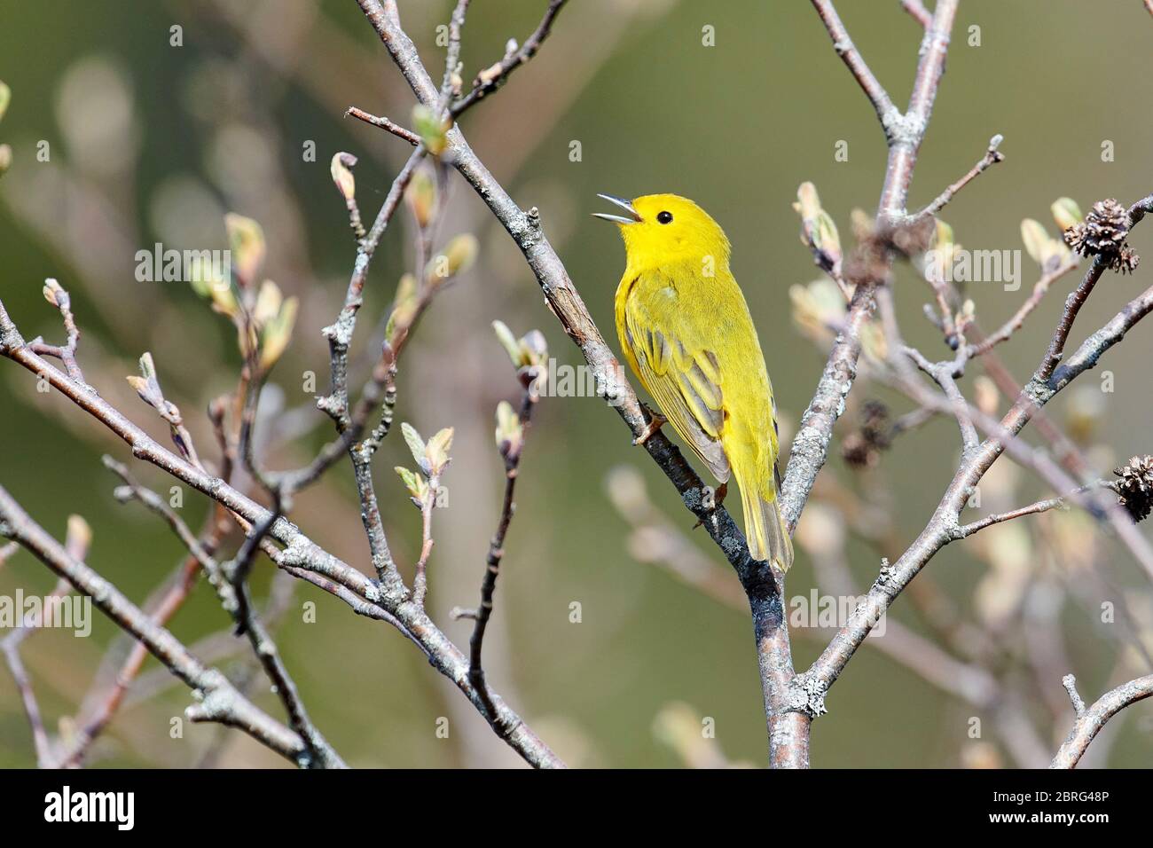 Yellow Warber, (Dendroica petechia) Crescent Beach, Nova Scotia, Canada ...