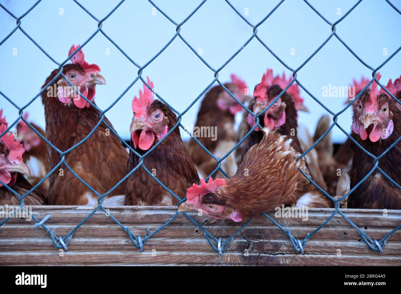 chicken behind fence Stock Photo - Alamy