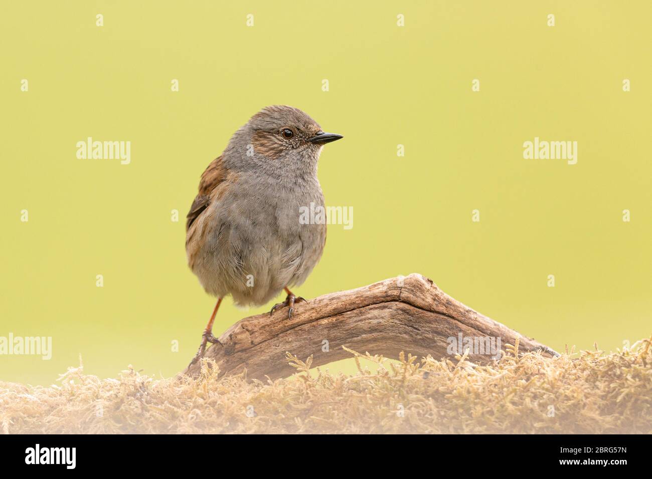 Bunnock hi-res stock photography and images - Alamy