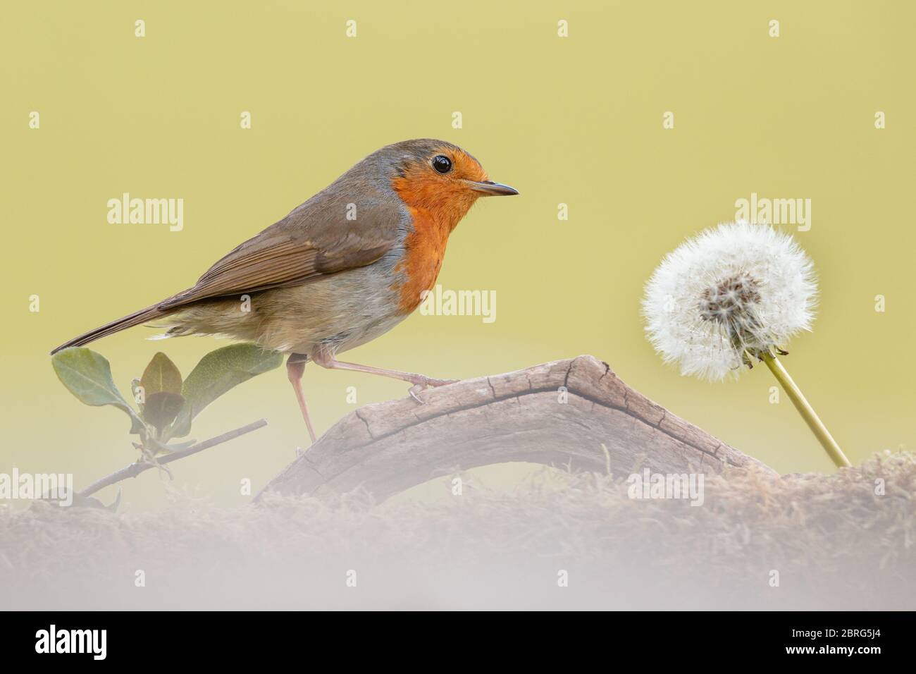 Robin on a branch Stock Photo - Alamy