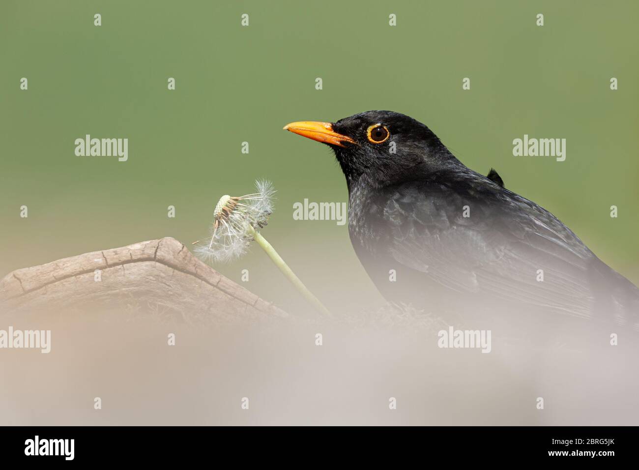 Dandelion bird hi-res stock photography and images - Alamy