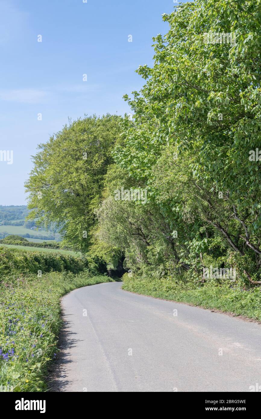 Sunny Cornish rural road vanishing into the distance. Metaphor what ...