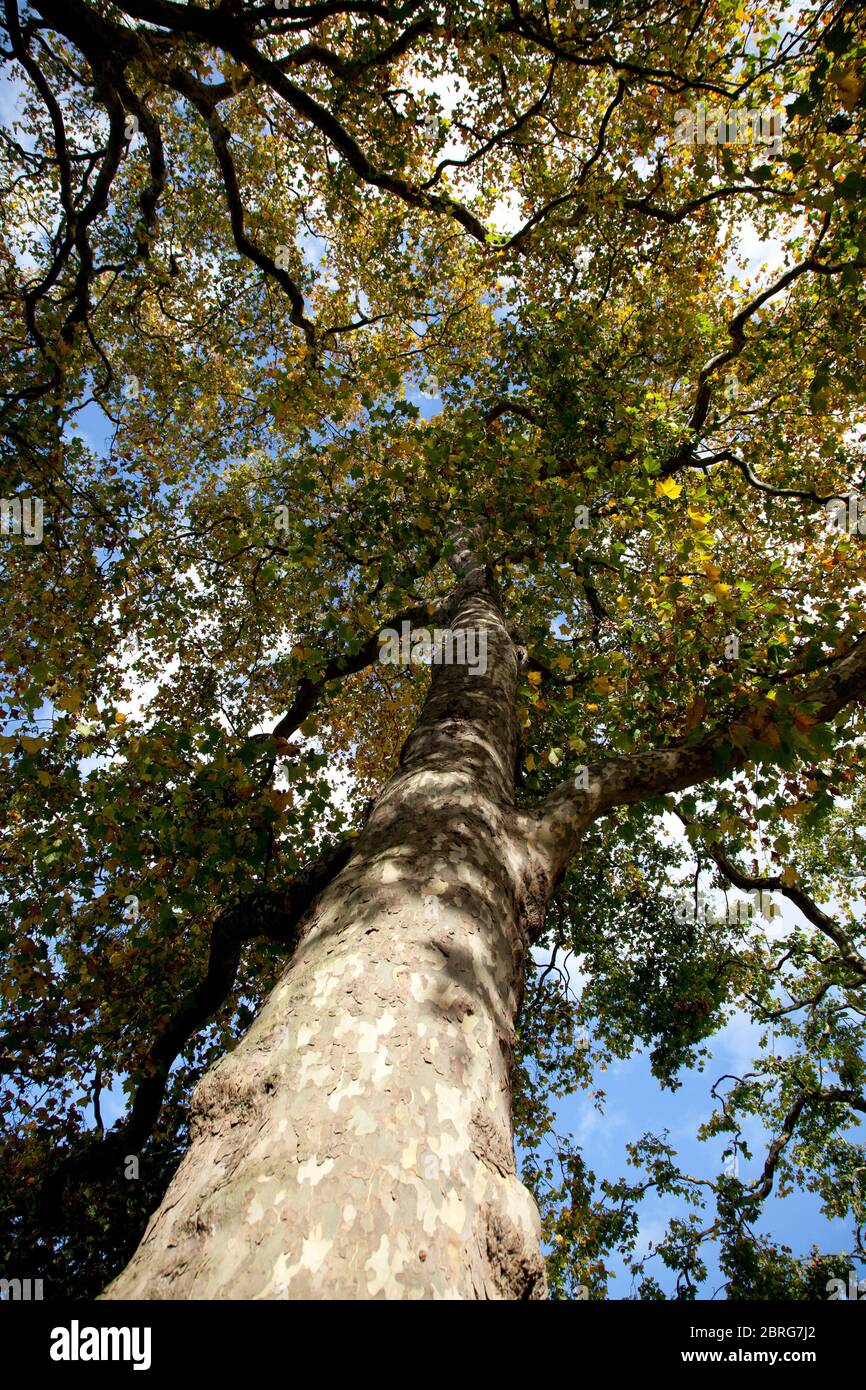 London plane in fall hi-res stock photography and images - Alamy
