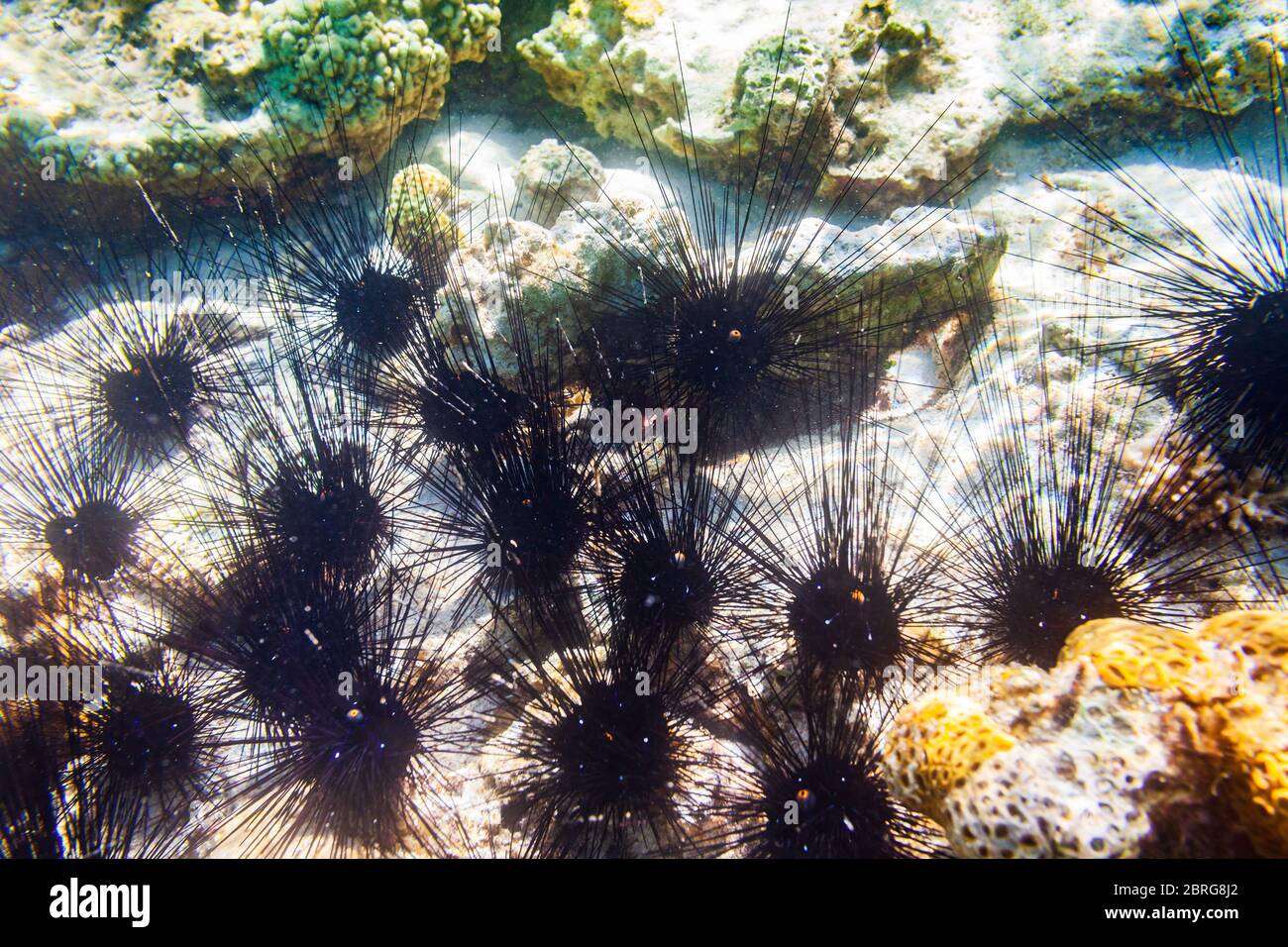 Coral Reef Sea Urchin