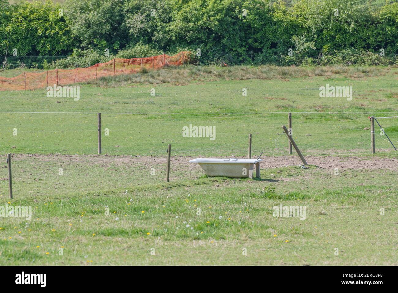 Plastic bath tub being used as water trough in horse paddock. Metaphor ...