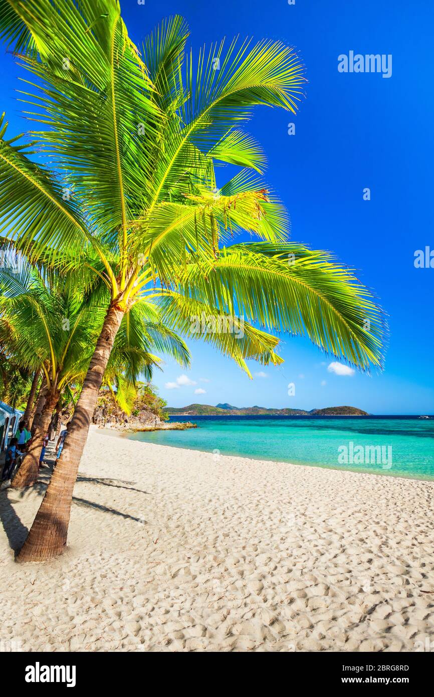 Beach with yellow sand, coconut palms and turquoise water in Busuanga ...