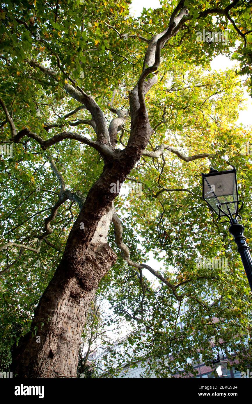 view of tall London Plane tree looking up into leaf canopy in the ...