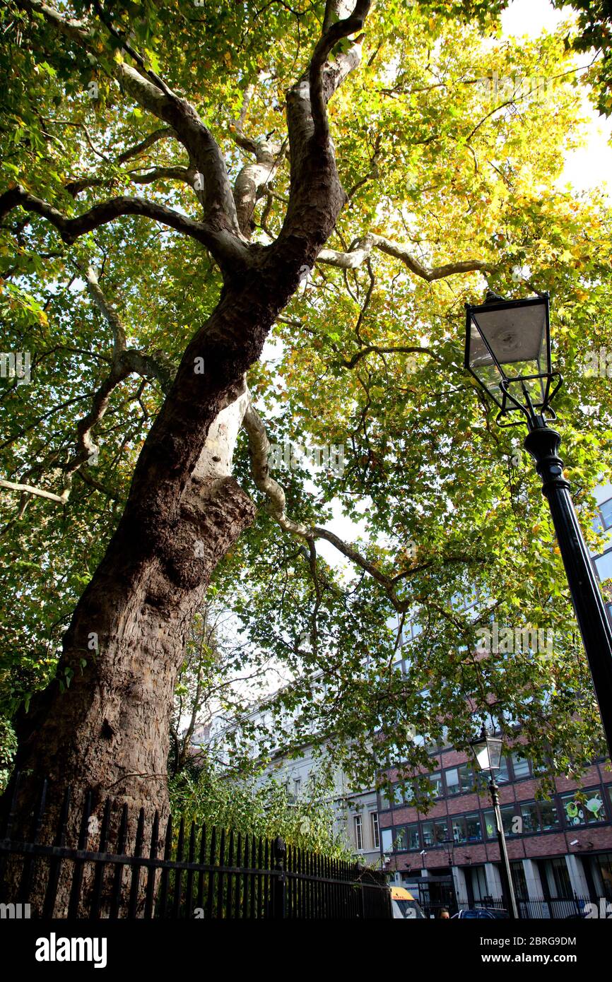 London plane canopy leaf hi-res stock photography and images - Alamy