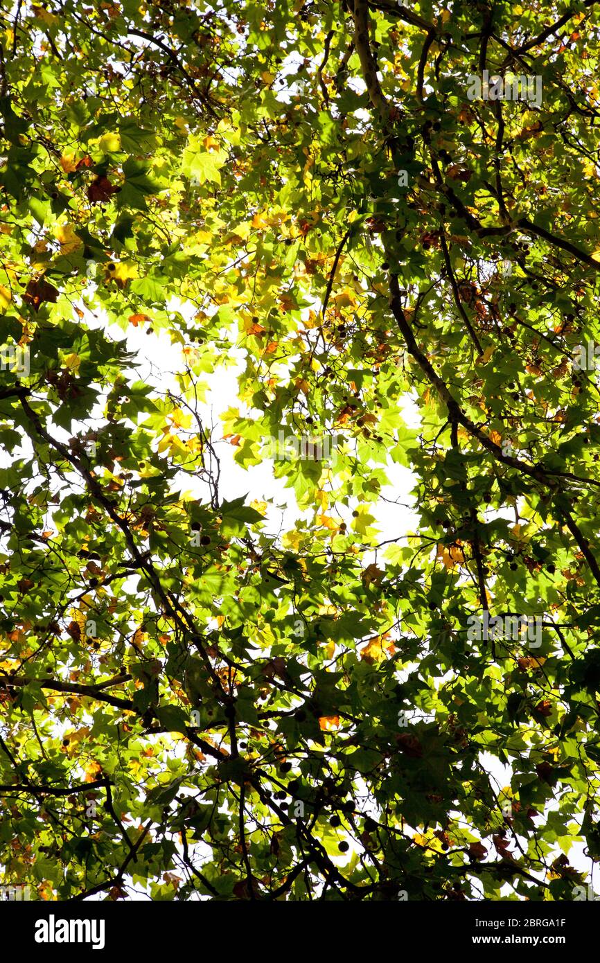 view of backlit leaves of London plane tree in Autumn Stock Photo - Alamy