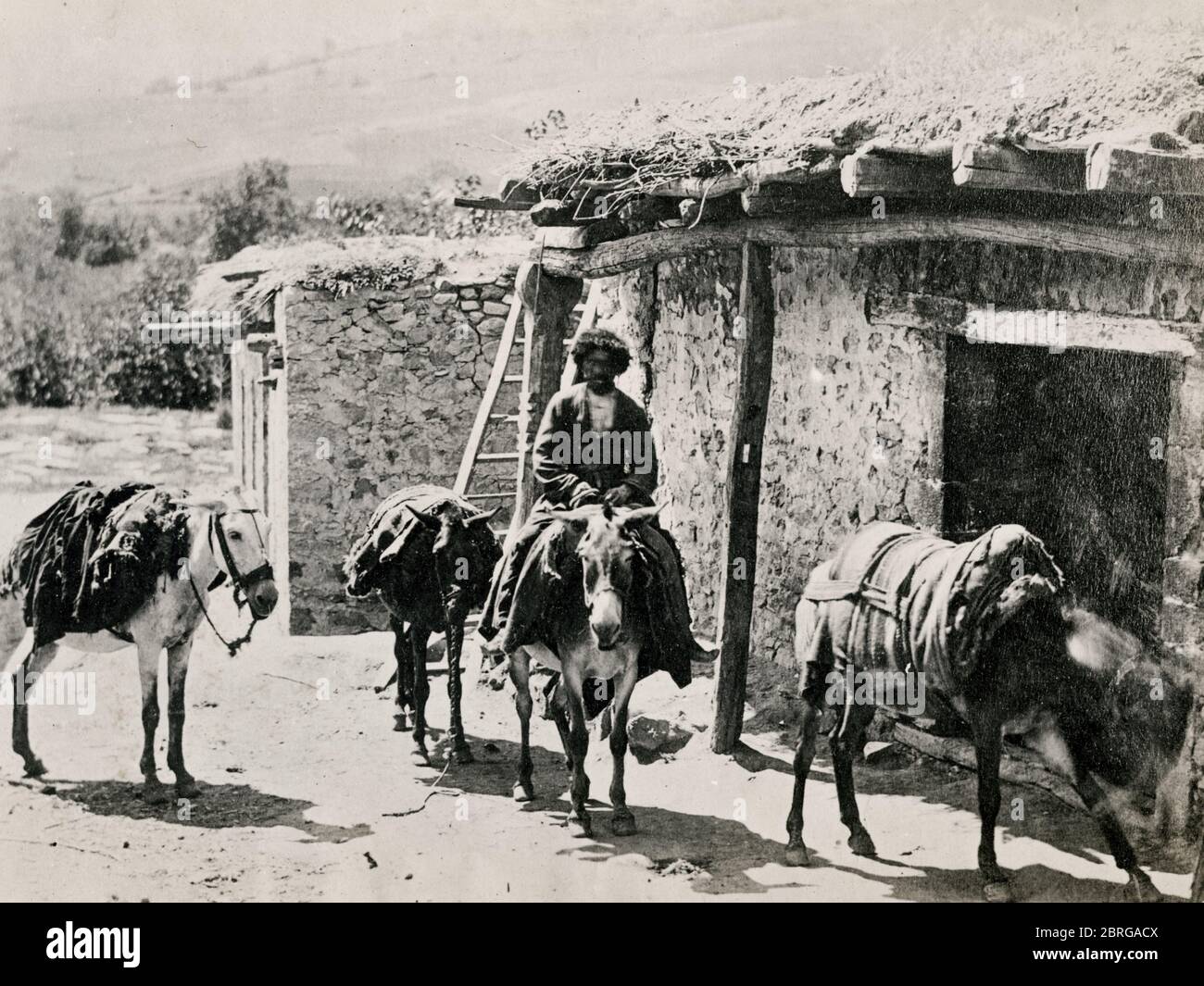 Pack mules hi-res stock photography and images - Alamy