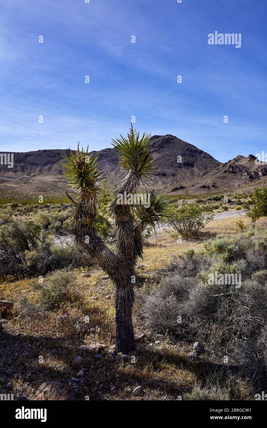 Desert museum landscape hi-res stock photography and images - Alamy