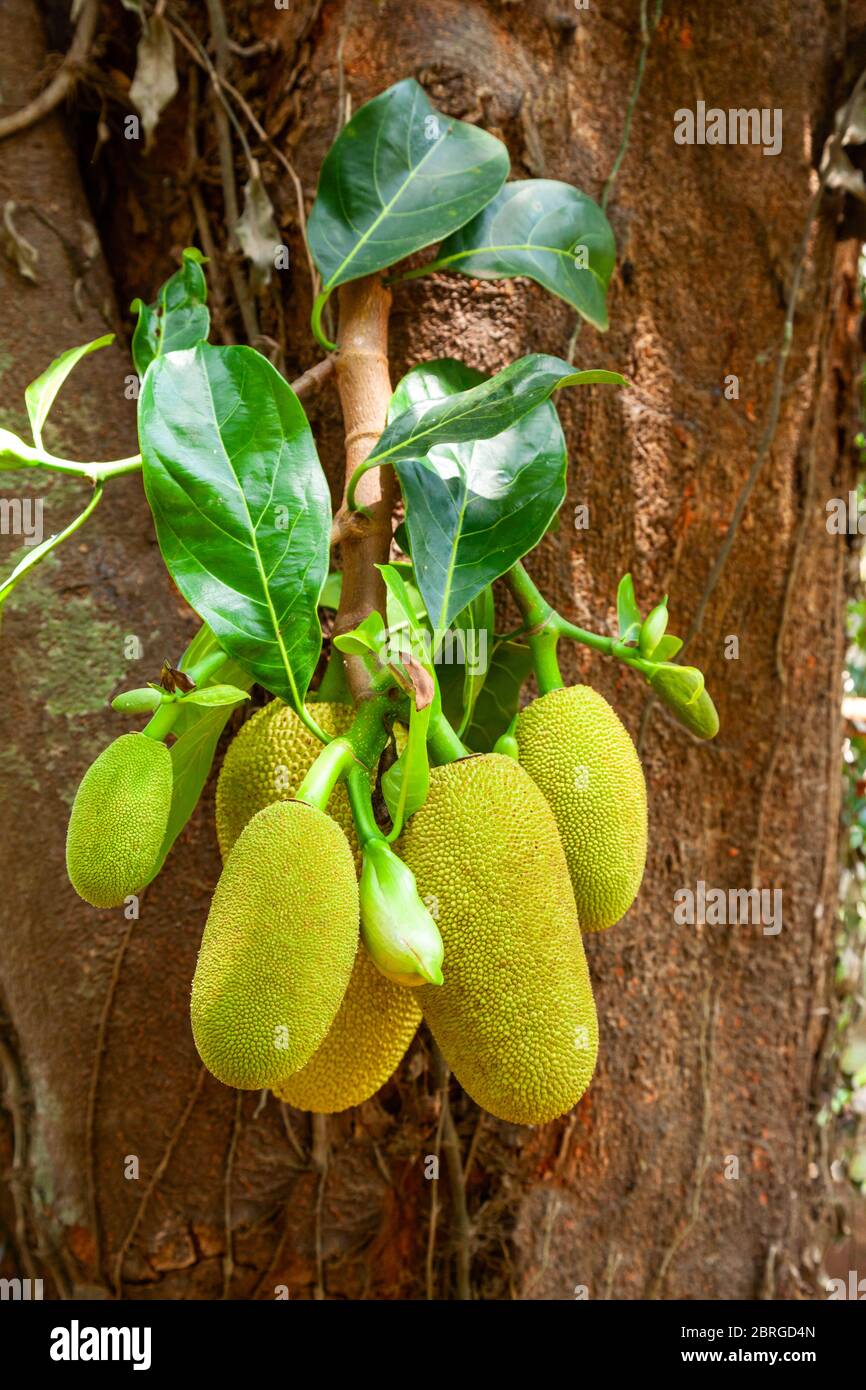 Jackfruit tree with big ripe fruits in India Stock Photo - Alamy
