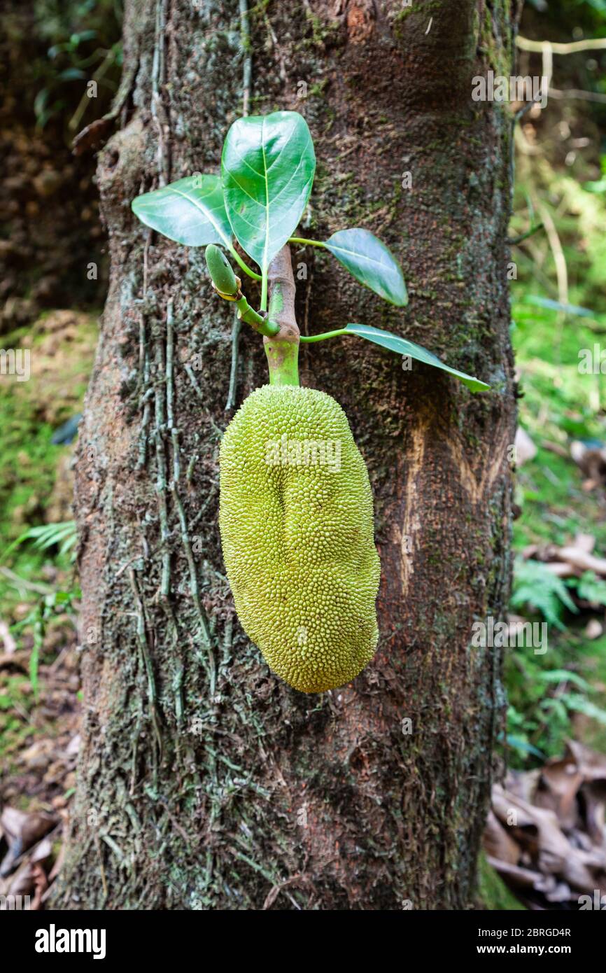 Jackfruit tree with big ripe fruits in India Stock Photo - Alamy