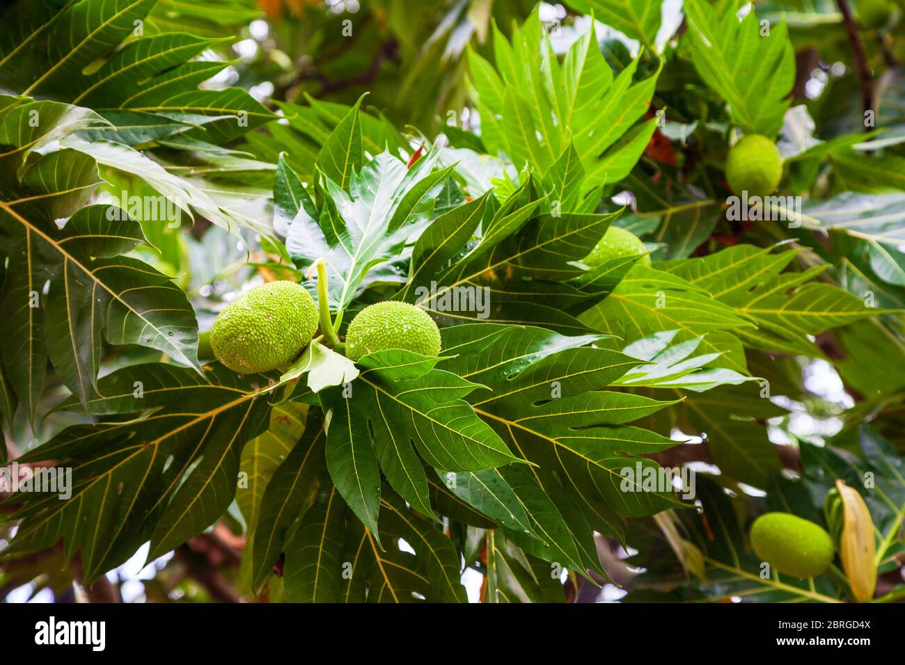 Indian breadfruit hi-res stock photography and images - Alamy