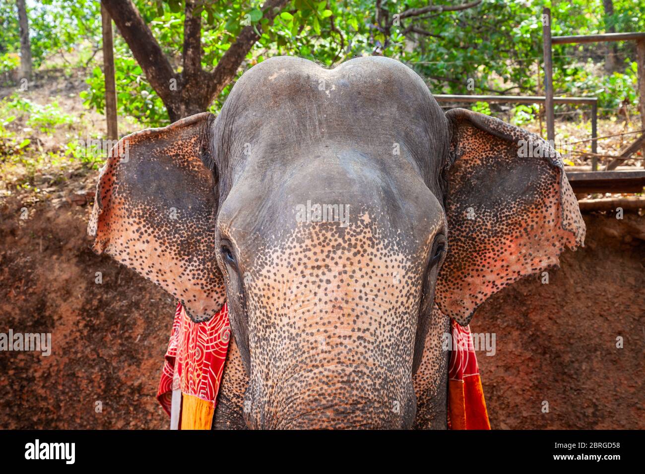 Elephant at the spice farm in Goa in India Stock Photo - Alamy