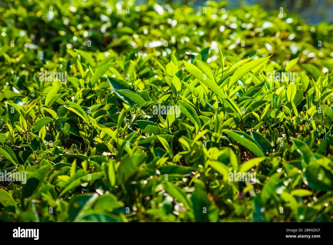 Amazing landscape view of tea plantation nature background Stock Photo ...