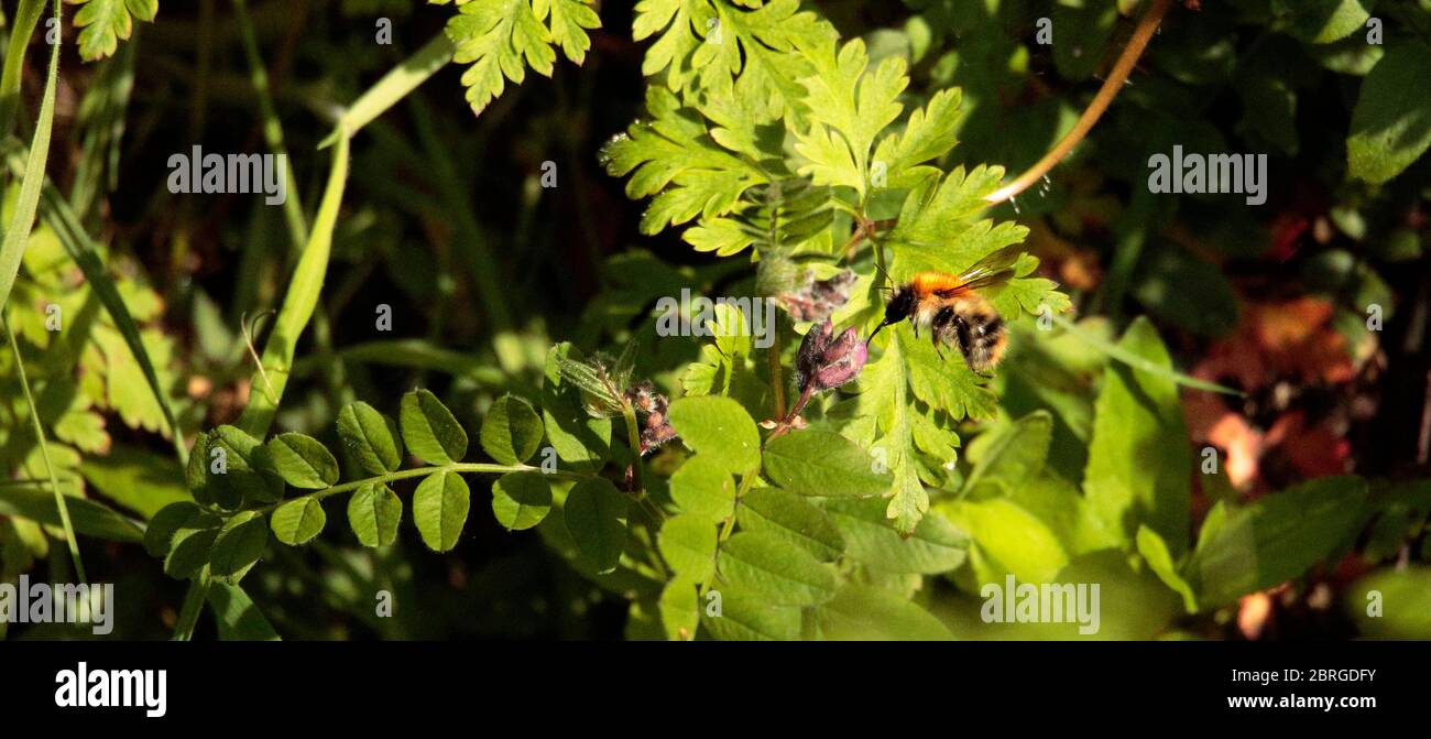 Nectar feeding insects hi-res stock photography and images - Alamy