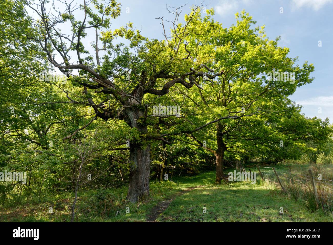 Witton woods hi-res stock photography and images - Alamy