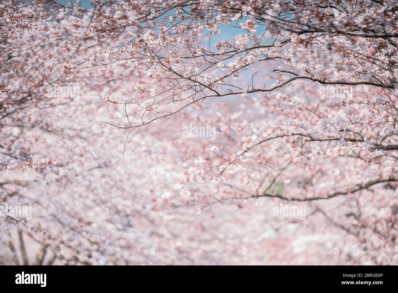 Beautiful natural background of Japanese spring and blooming sakura ...