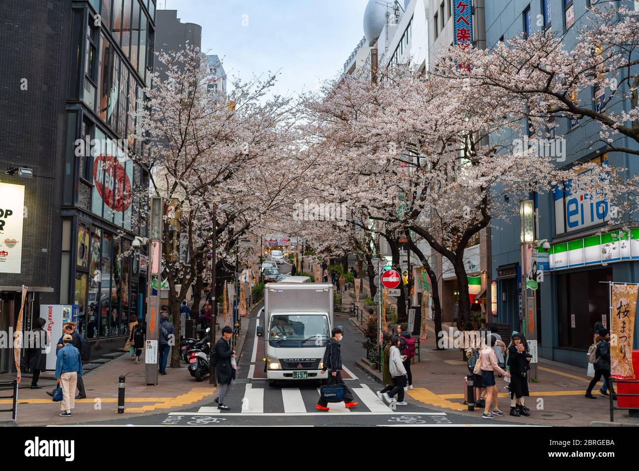 Cars driving through beautiful Sakuragaokacho street line up with ...