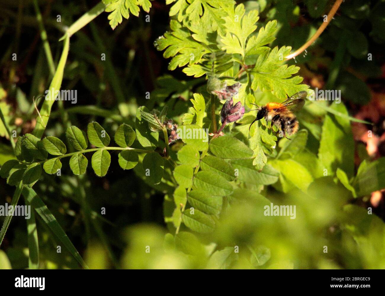 Nectar feeding insects hi-res stock photography and images - Alamy