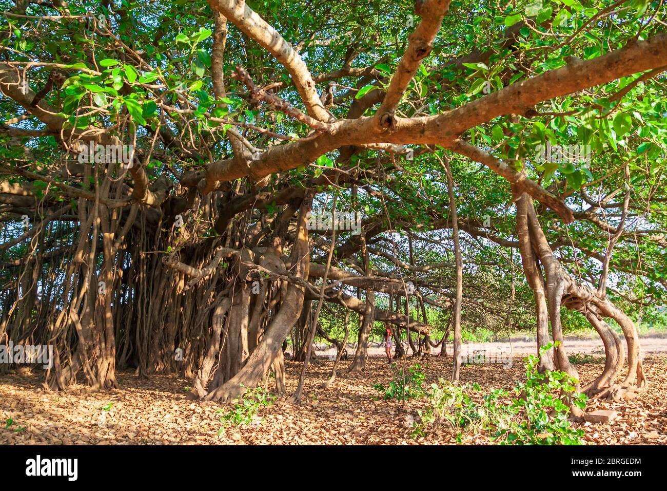Big banyan or indian ficus tree in Goa in India Stock Photo - Alamy