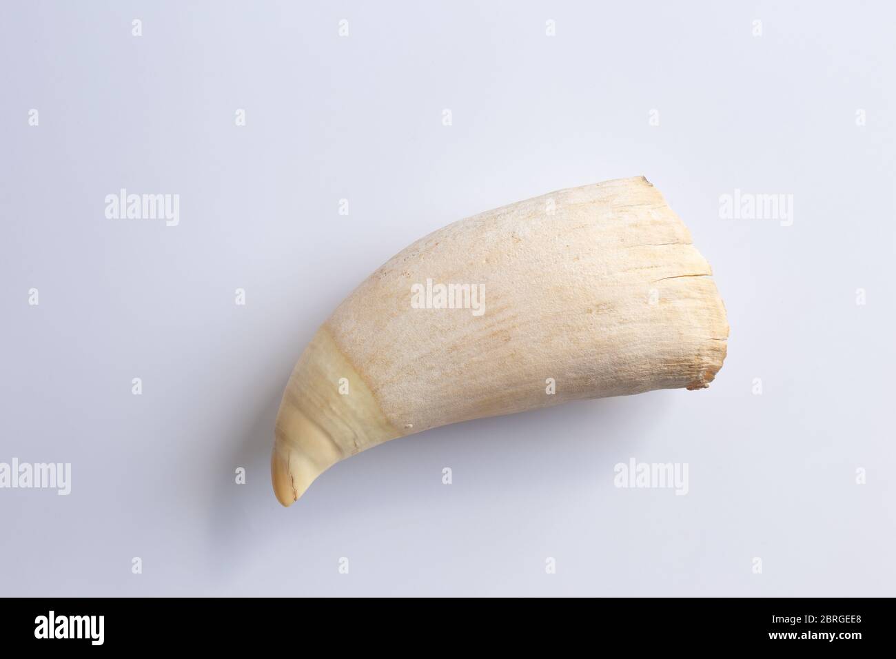 Sperm whale teeth hi-res stock photography and images - Alamy